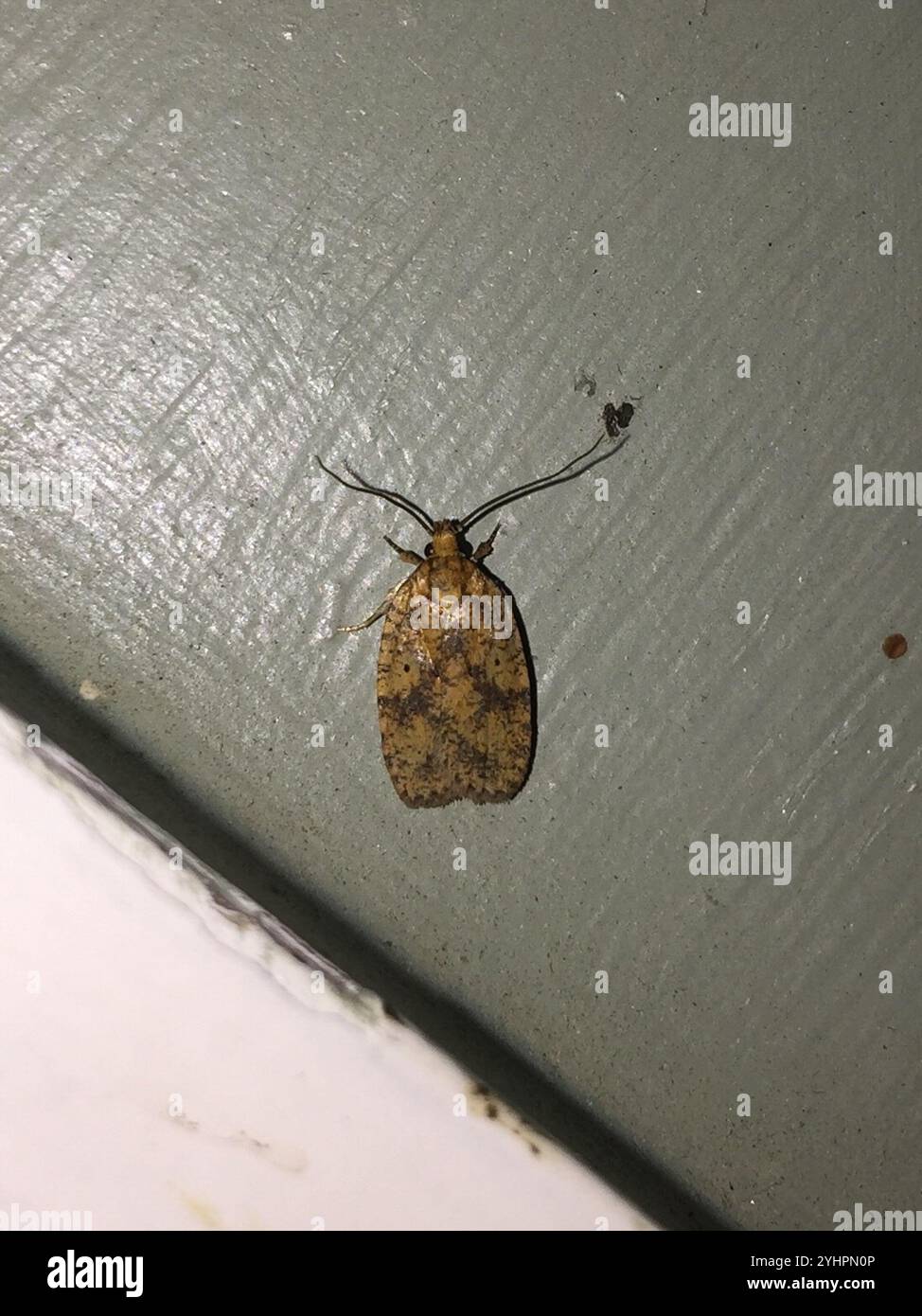 Four-dotted Agonopterix Moth (Agonopterix robiniella Stock Photo - Alamy