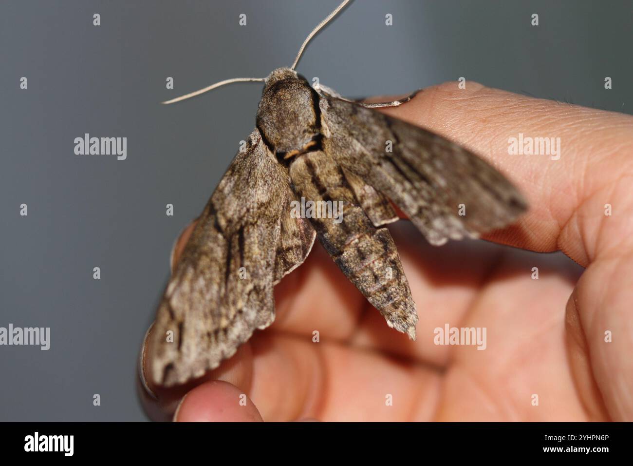 Plain grey hawkmoth (Psilogramma increta Stock Photo - Alamy