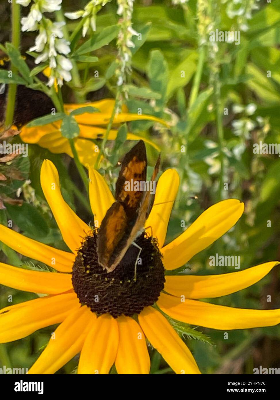 Northern Crescent (Phyciodes cocyta Stock Photo - Alamy