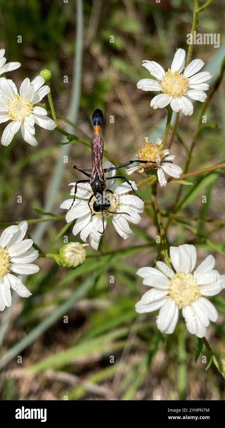 Common Thread-waisted Wasp (Ammophila procera Stock Photo - Alamy