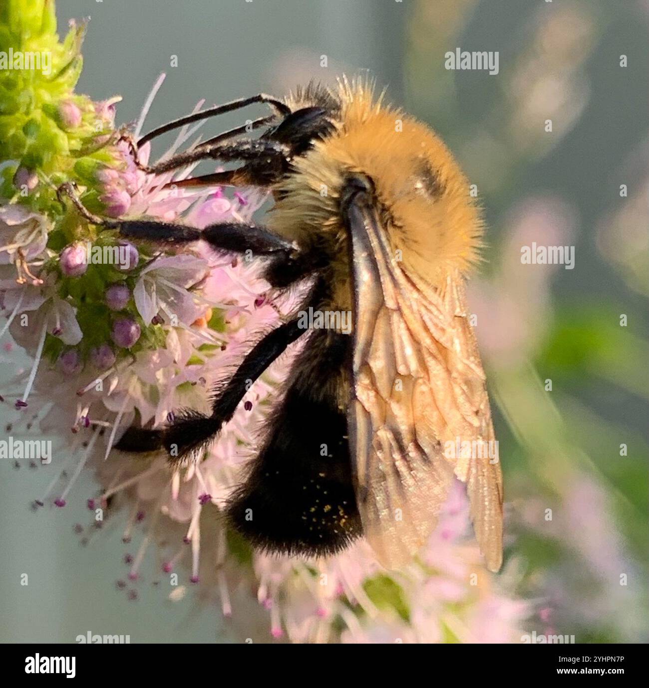Two-spotted Bumble Bee (Bombus bimaculatus Stock Photo - Alamy