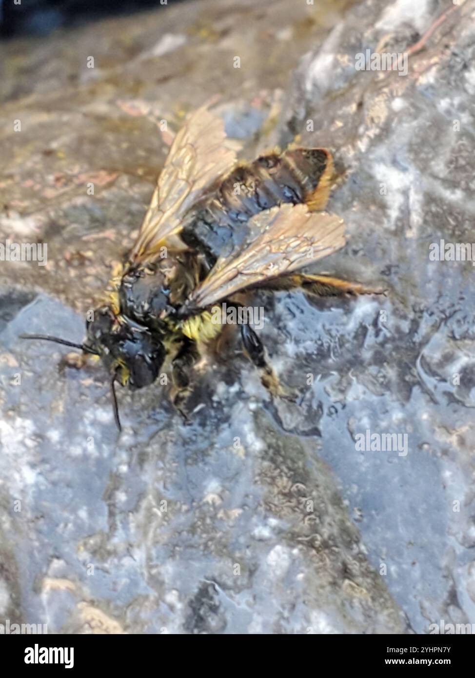 Western Leafcutter Bee (Megachile perihirta Stock Photo - Alamy