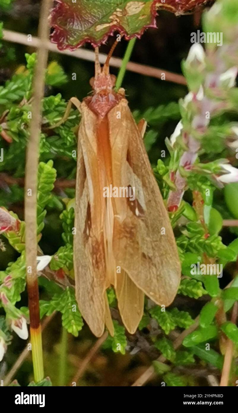 Limnephilus rhombicus hi-res stock photography and images - Alamy