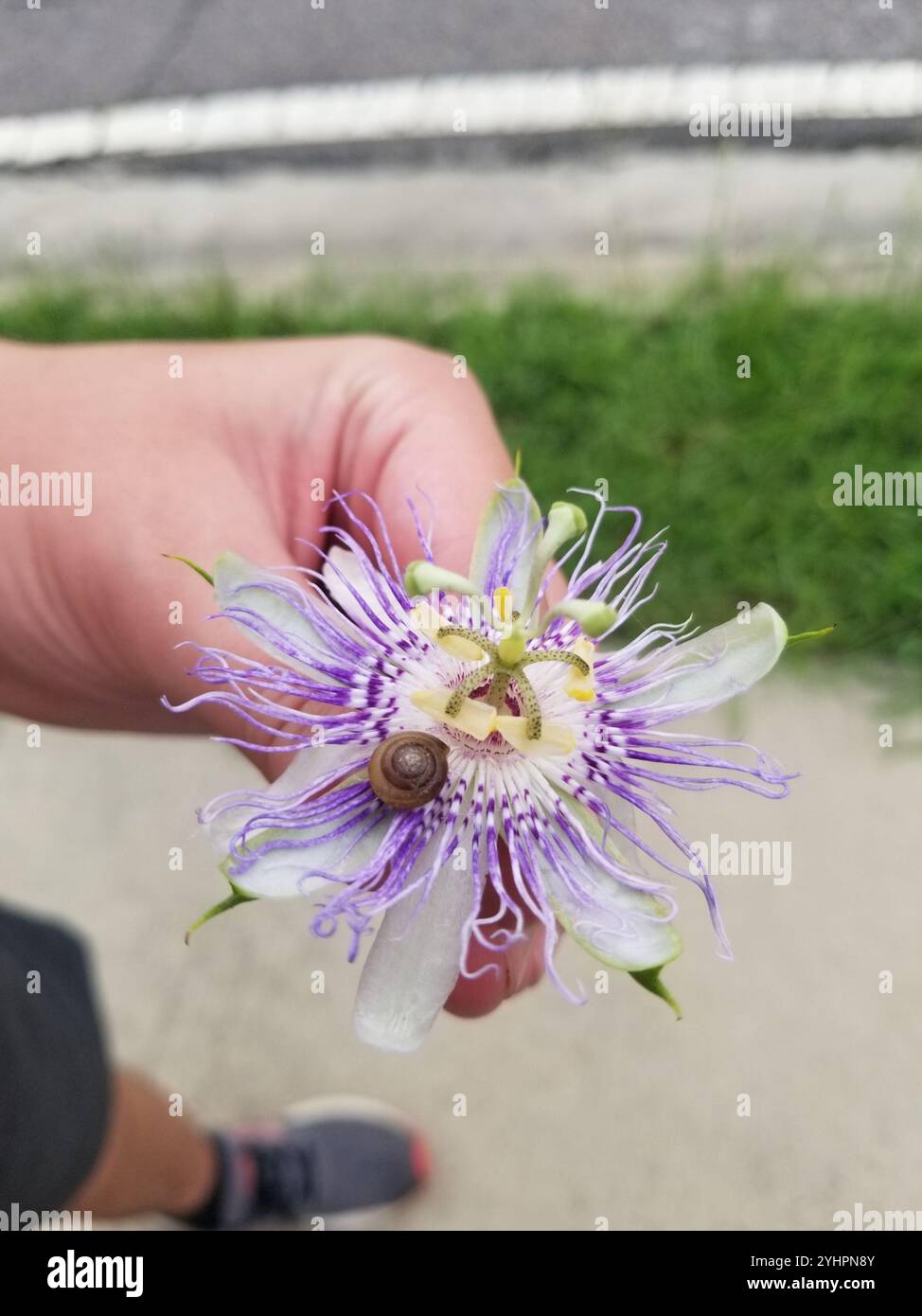 purple passionflower (Passiflora incarnata Stock Photo - Alamy