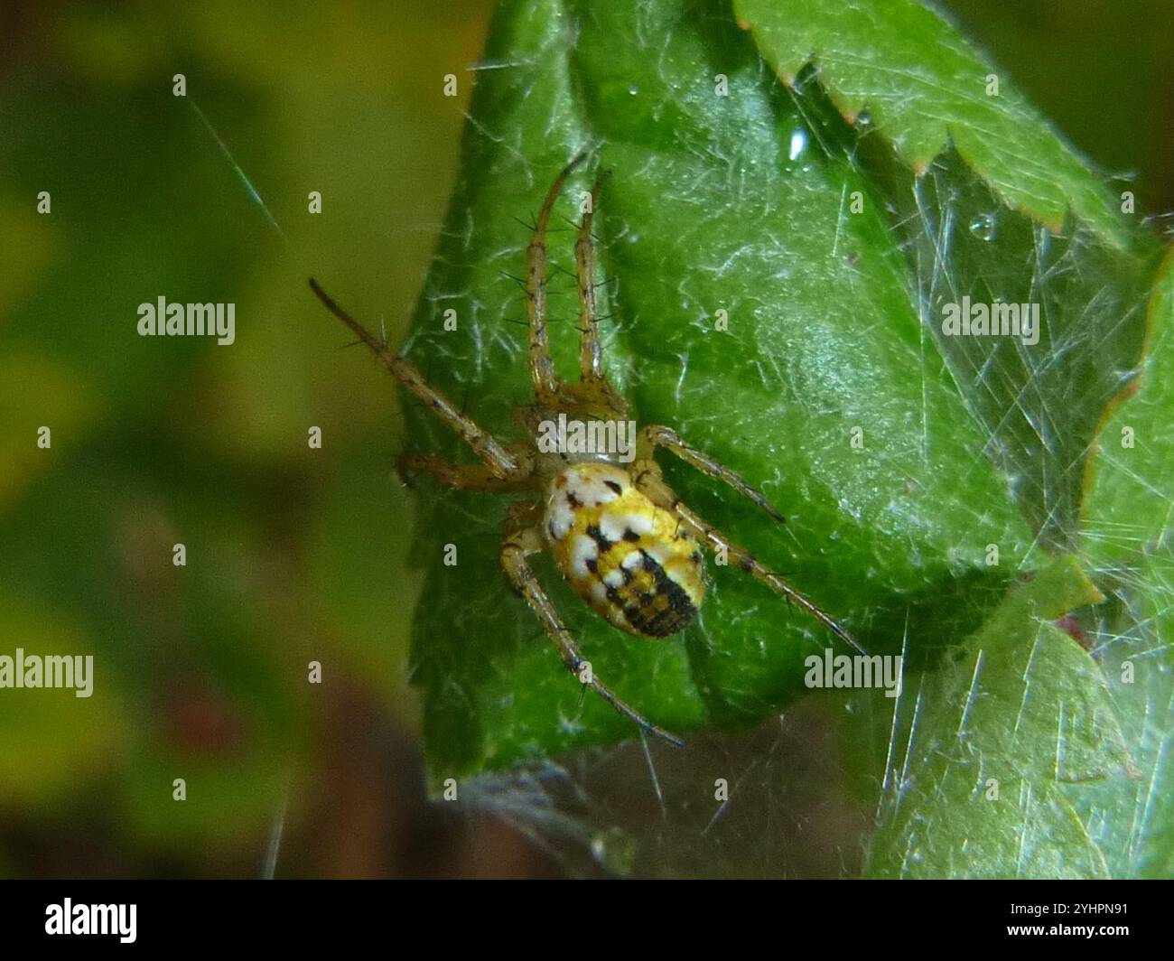 Cricket-bat Orbweaver (Mangora acalypha Stock Photo - Alamy