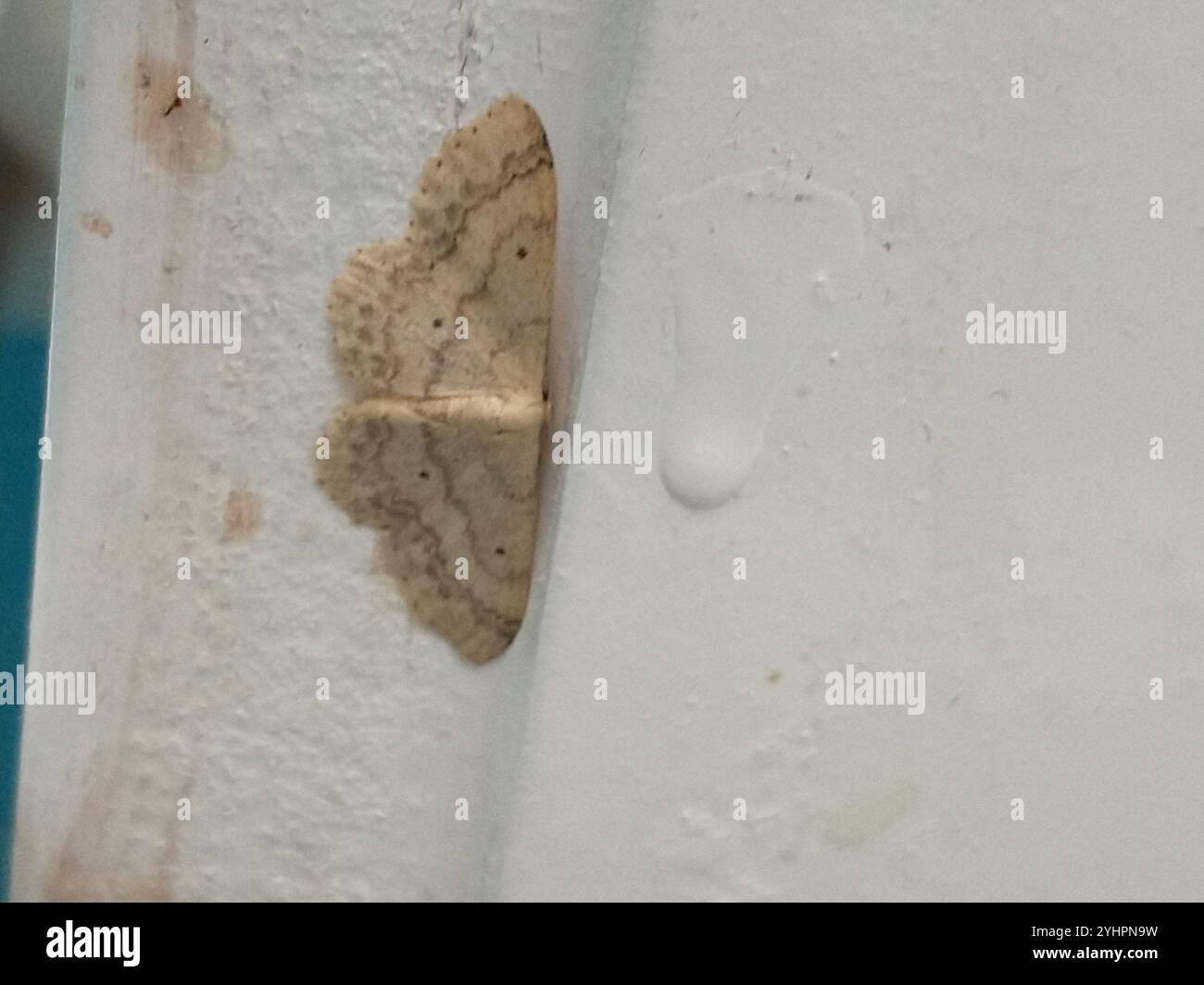 Small fan footed wave hi-res stock photography and images - Alamy
