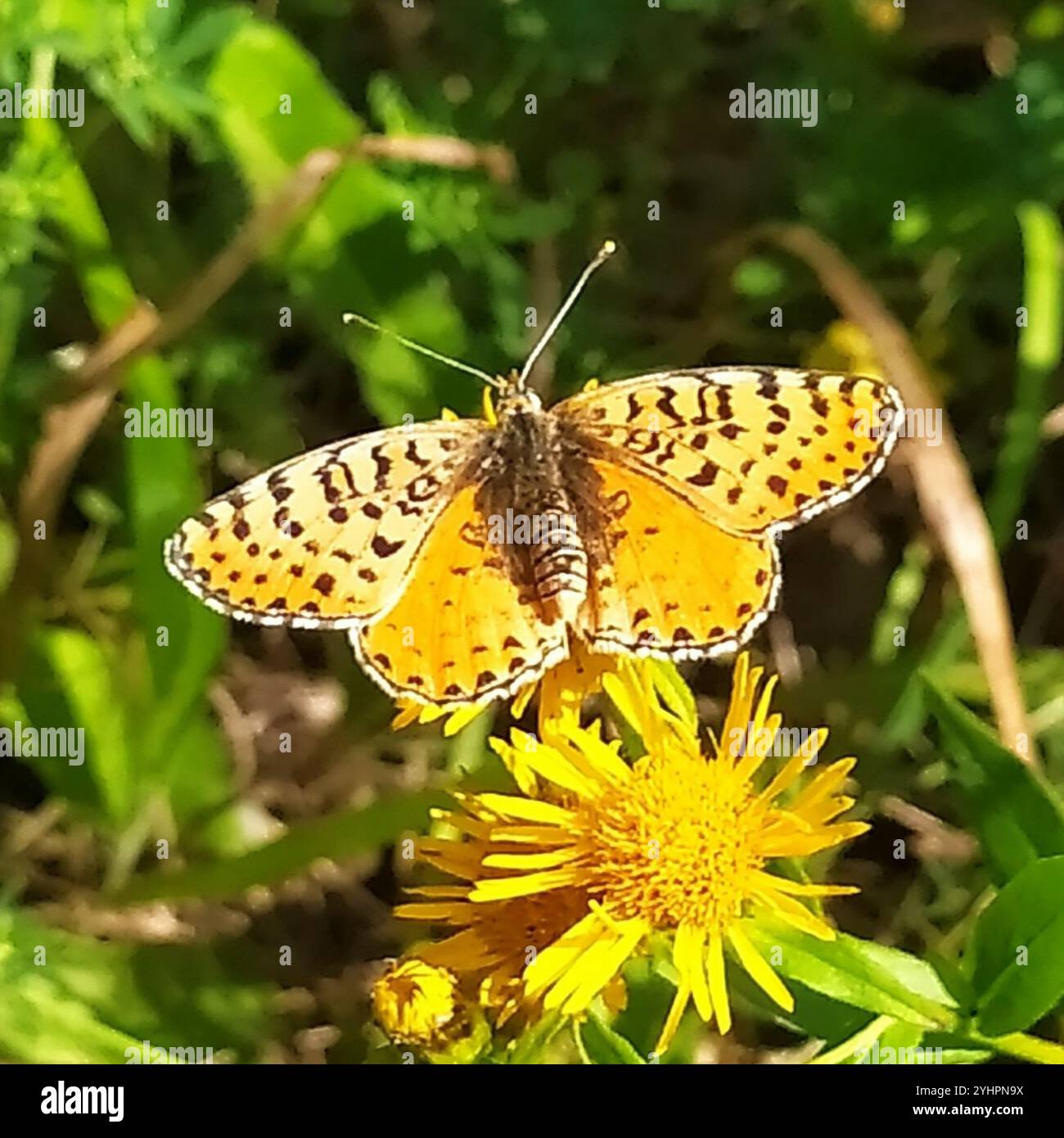 Spotted Fritillary (Melitaea didyma Stock Photo - Alamy