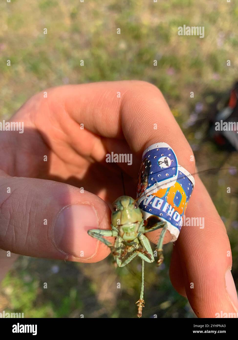 Anabrus simplex hi-res stock photography and images - Alamy