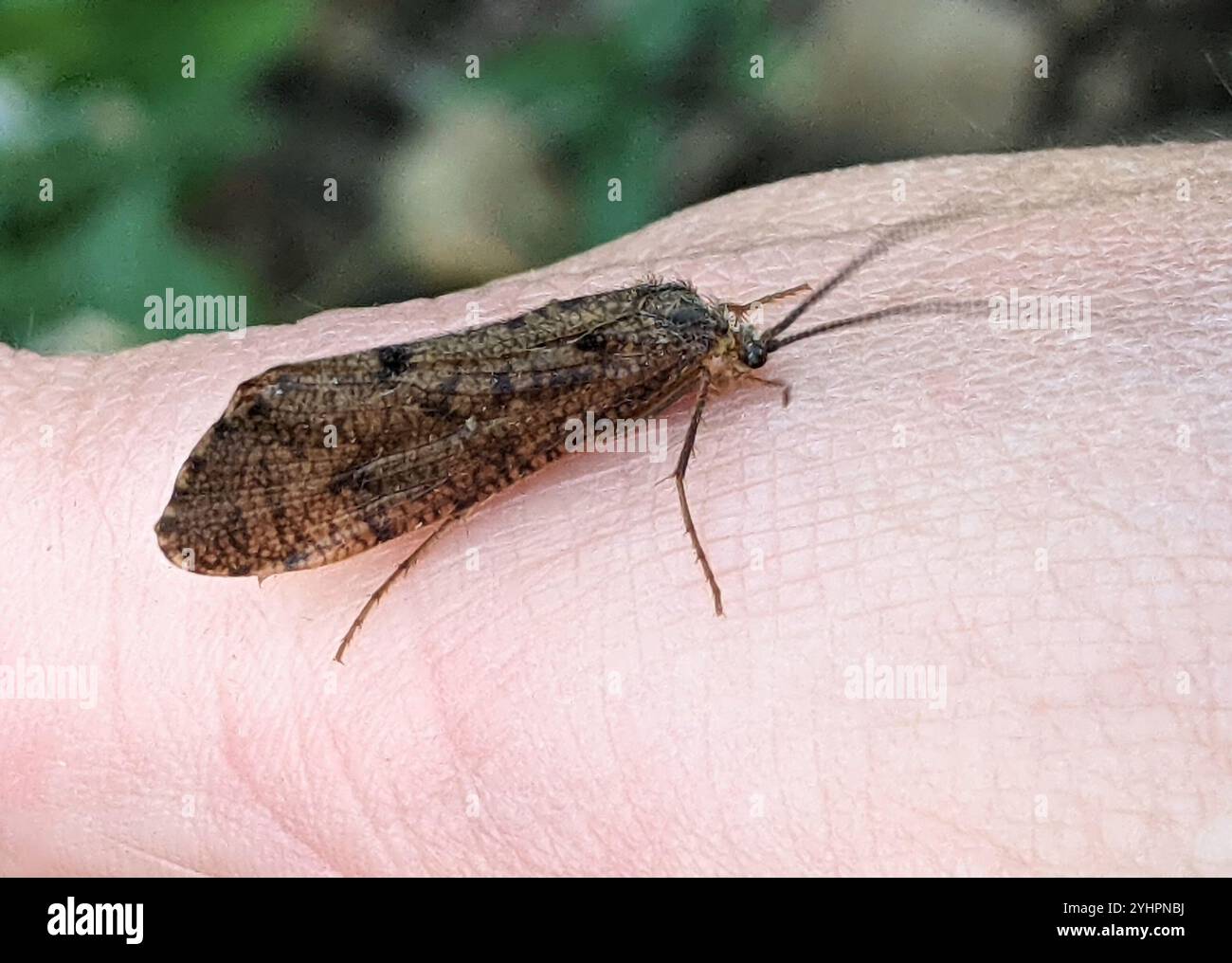 Giant Casemaker Caddisflies (Phryganeidae Stock Photo - Alamy