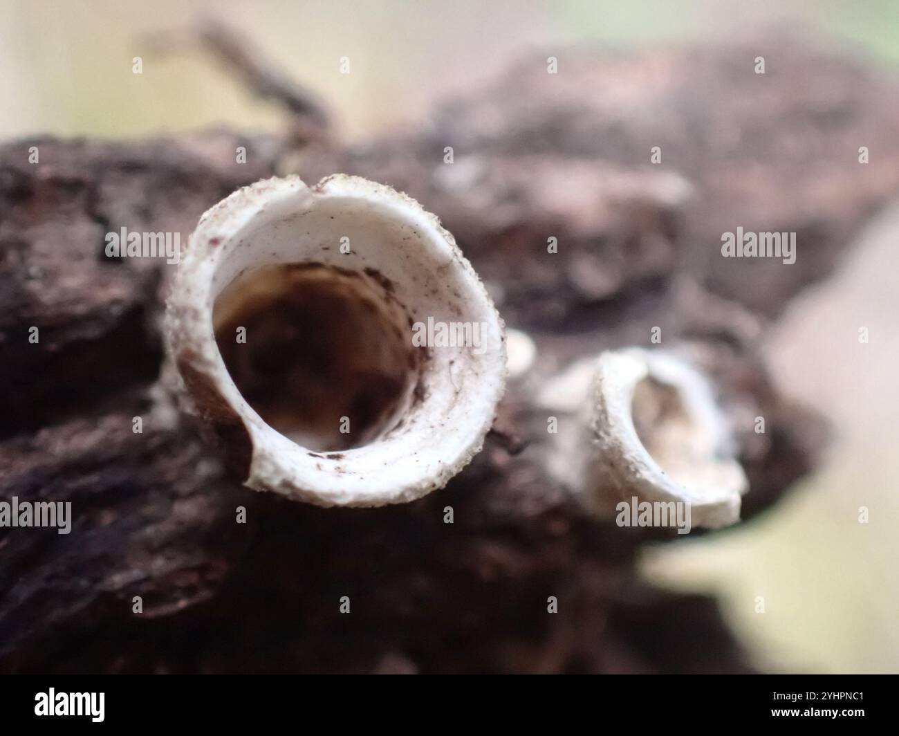 bird's nest fungi (Nidulariaceae Stock Photo - Alamy