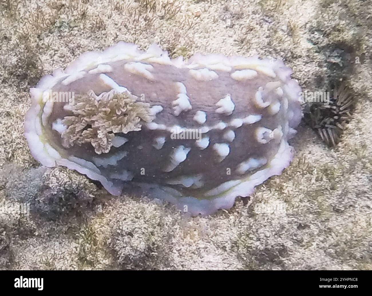 Clumpy Nudibranch (Asteronotus cespitosus Stock Photo - Alamy