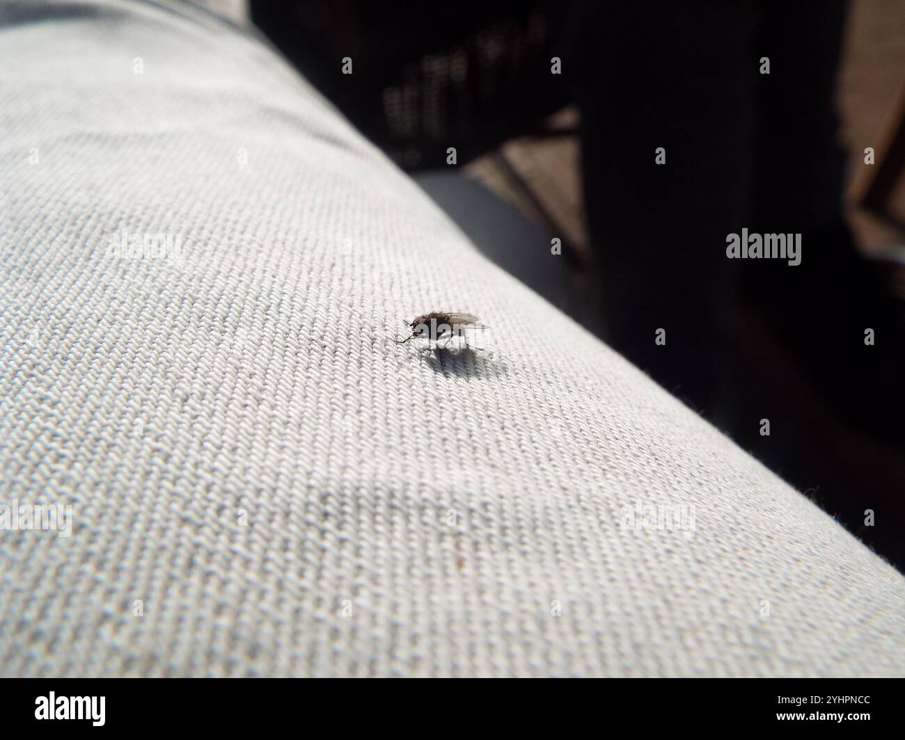 Root-maggot Flies (Anthomyiidae Stock Photo - Alamy