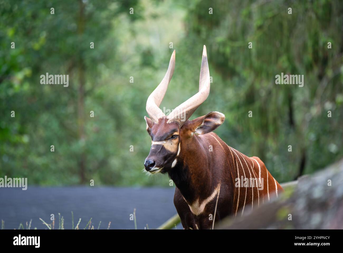 Prominent spiral horns hi-res stock photography and images - Alamy