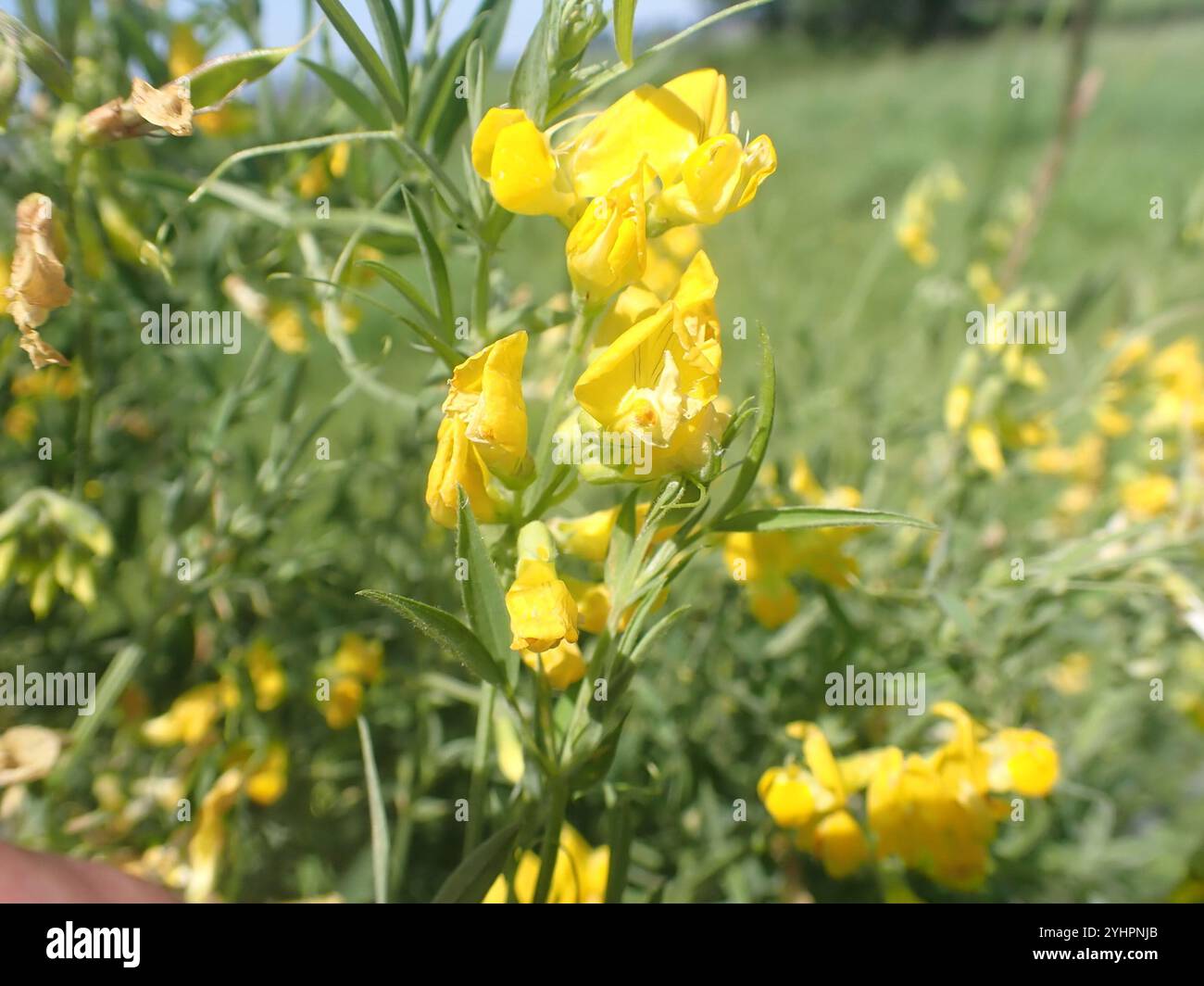 meadow pea (Lathyrus pratensis Stock Photo - Alamy