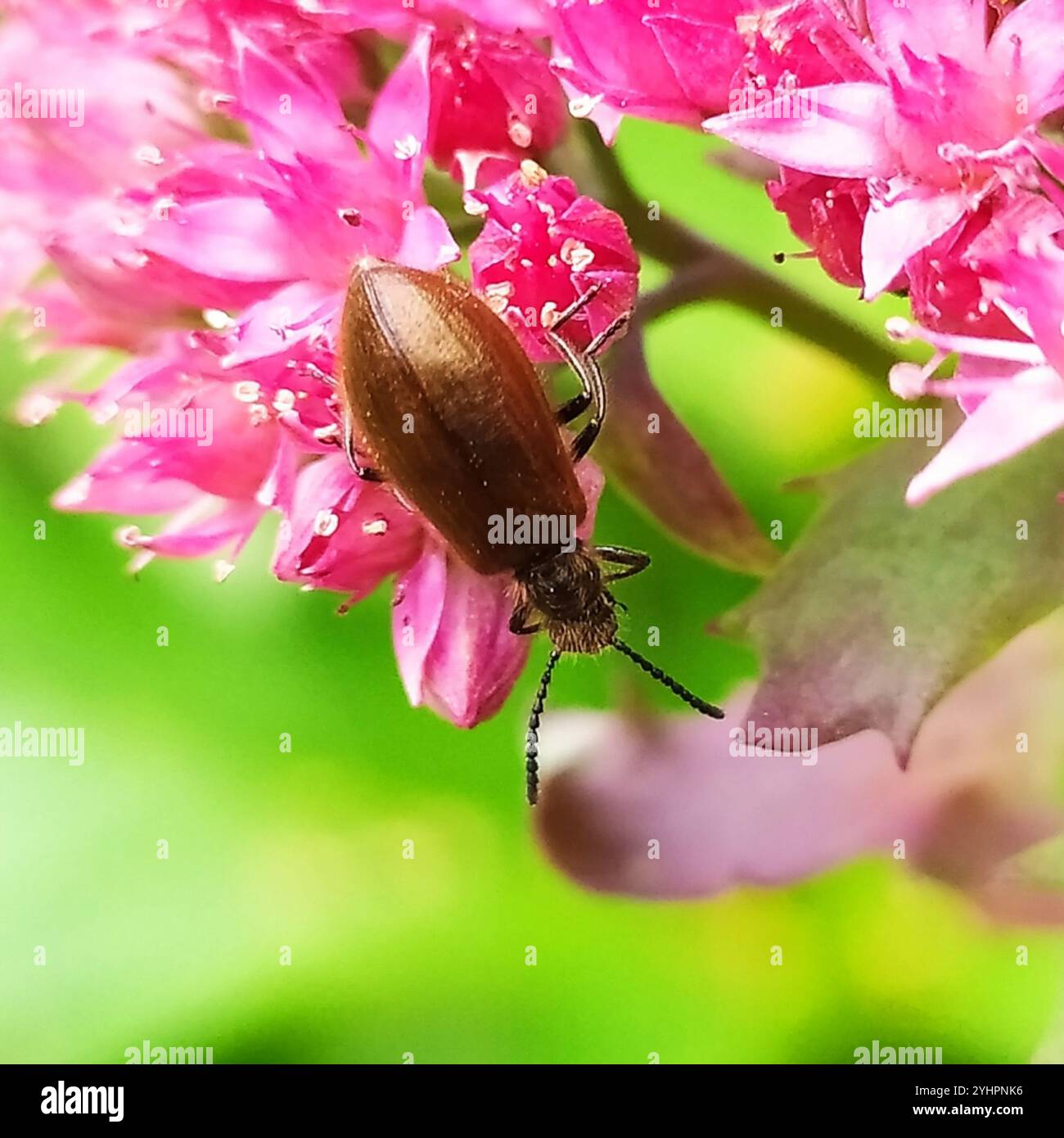 Rough-haired Lagria Beetle (Lagria hirta Stock Photo - Alamy
