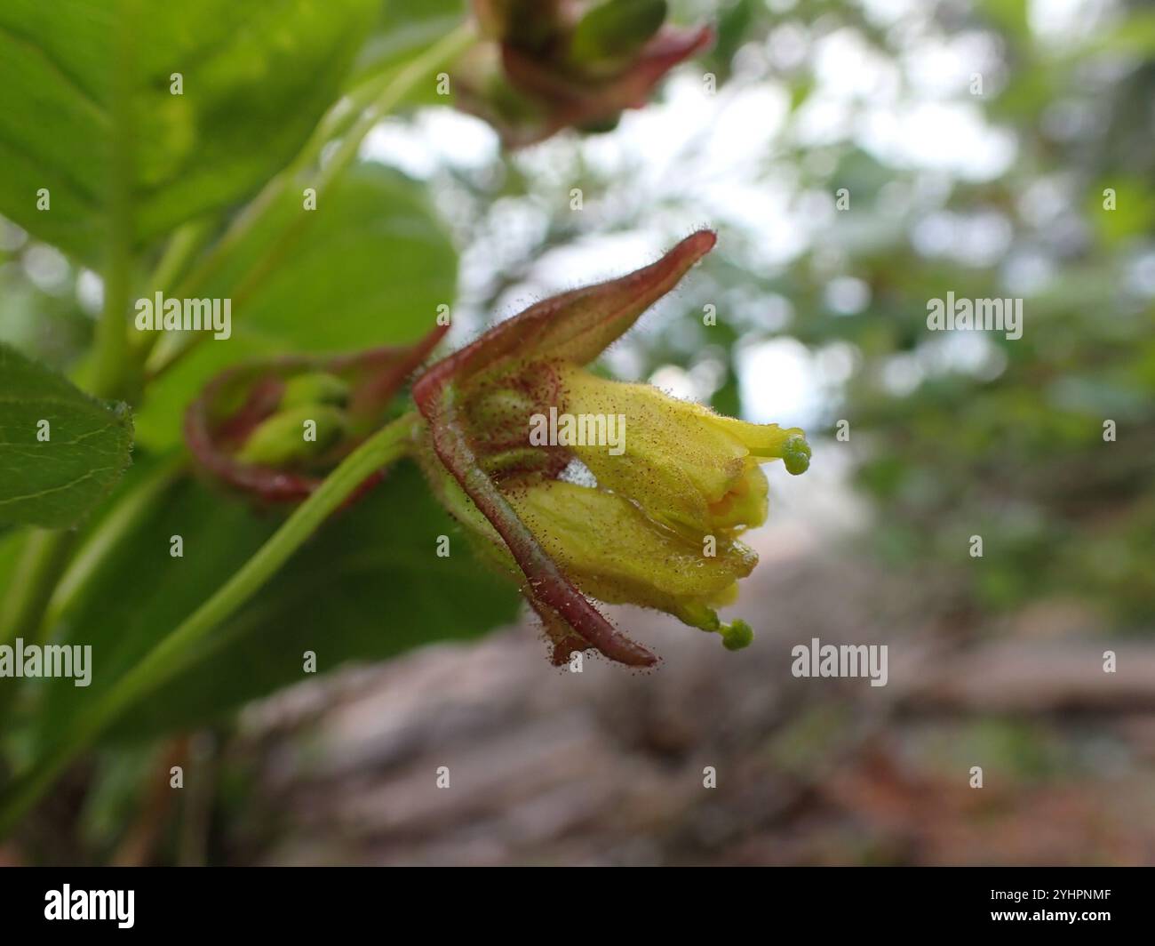 twinberry honeysuckle (Lonicera involucrata Stock Photo - Alamy