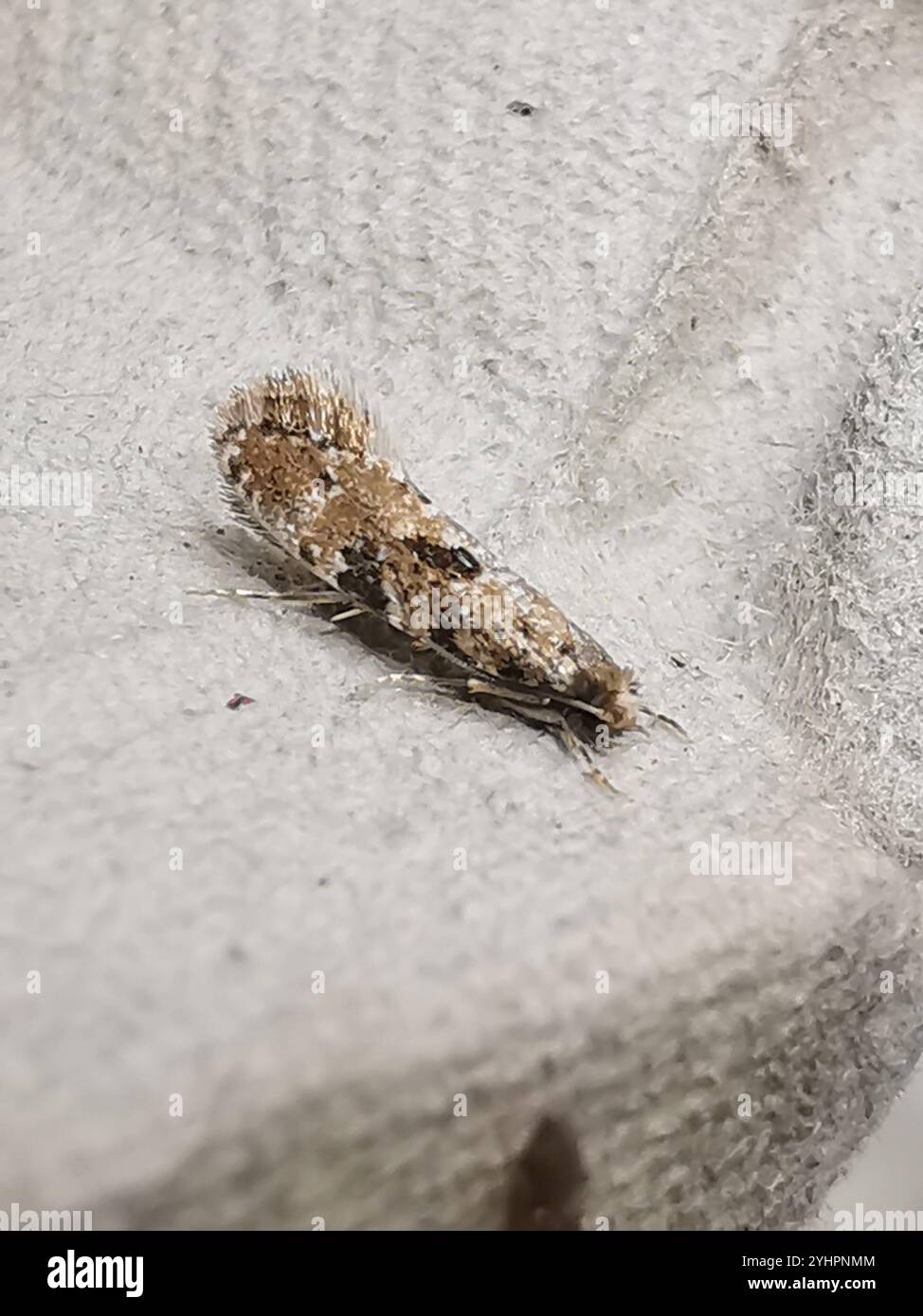 Cork moth nemapogon cloacella hi-res stock photography and images - Alamy