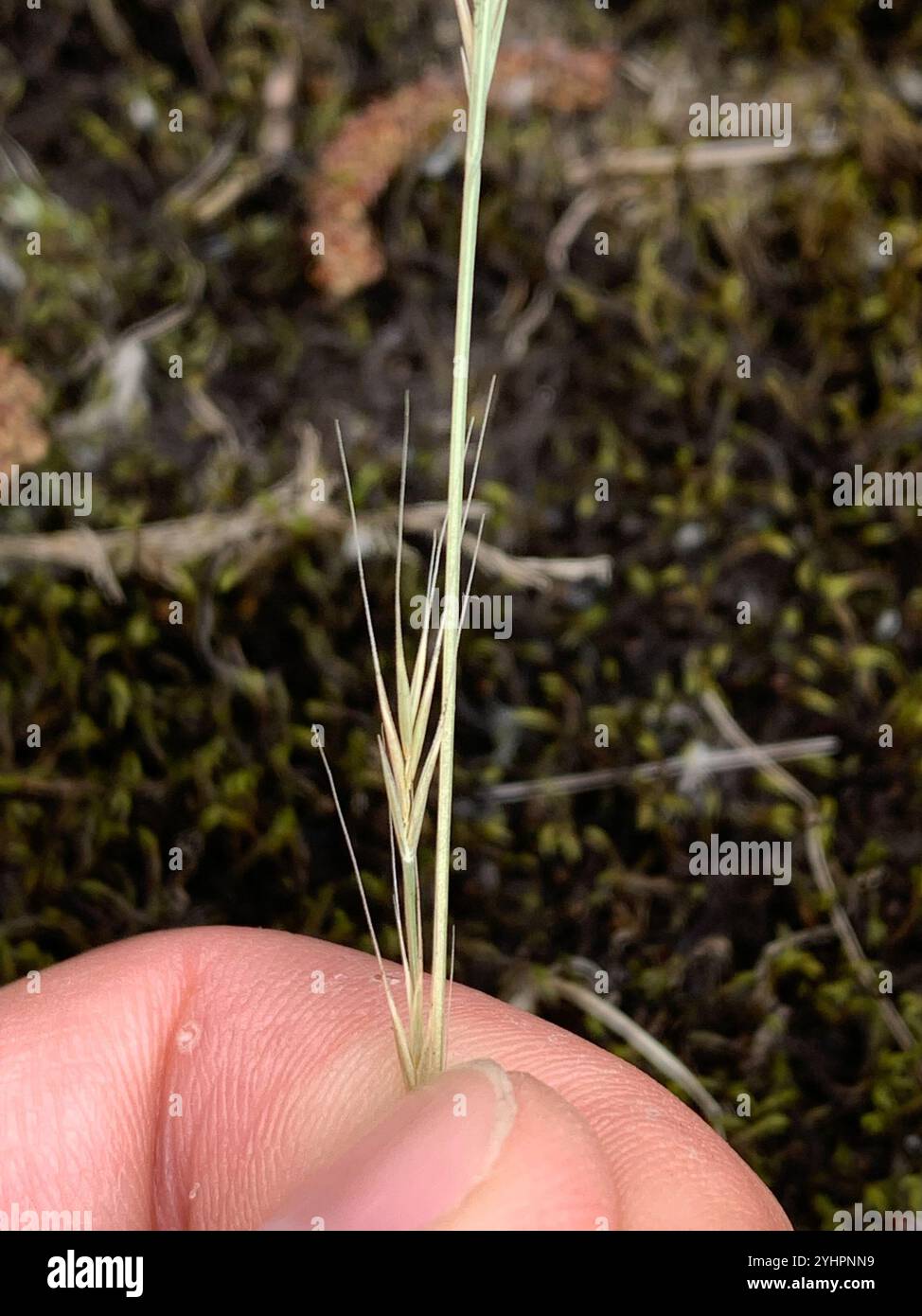 rattail sixweeks grass (Festuca myuros Stock Photo - Alamy