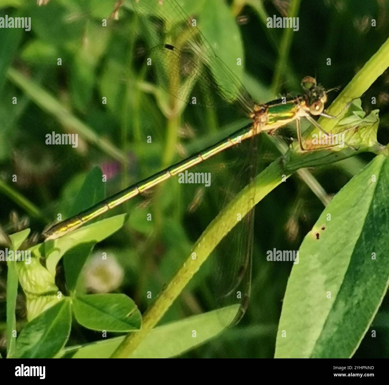 Common Spreadwing (Lestes sponsa Stock Photo - Alamy