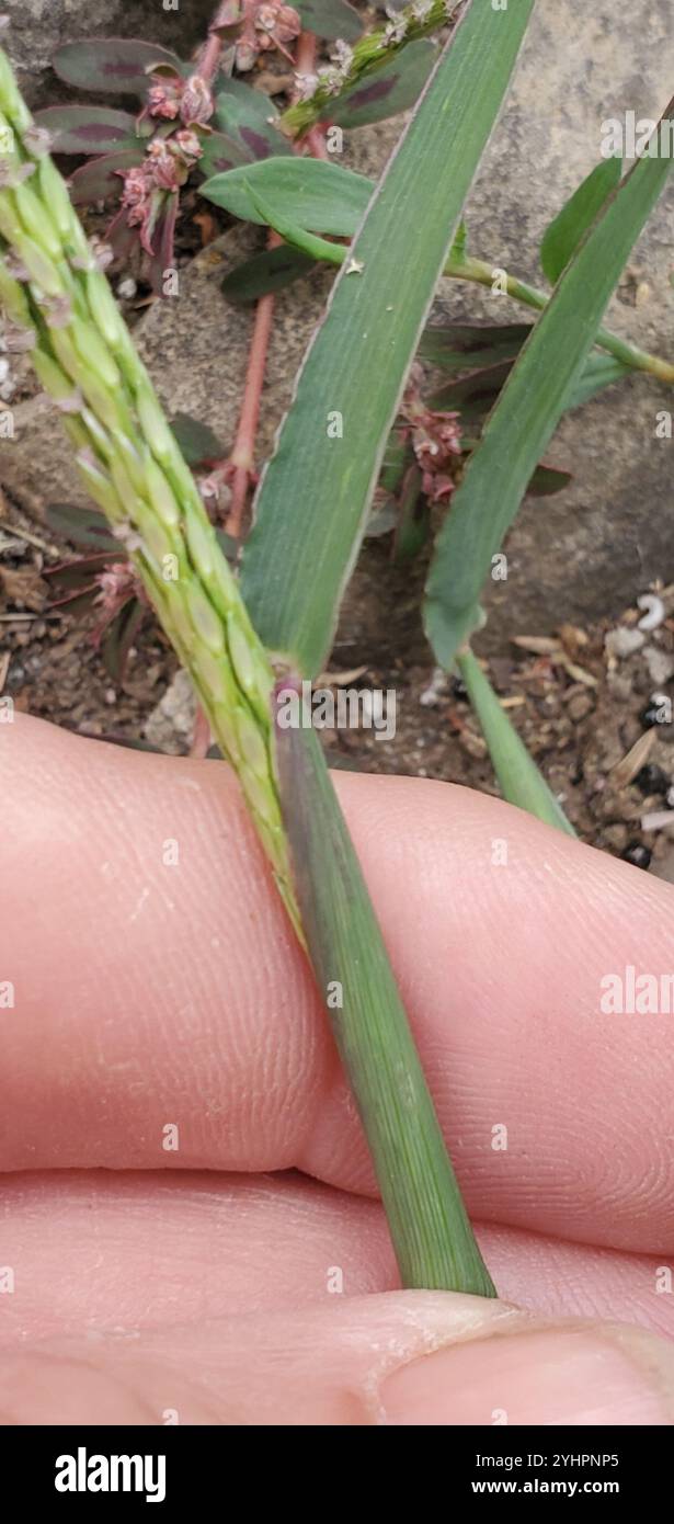 Hairy Crabgrass (Digitaria sanguinalis Stock Photo - Alamy