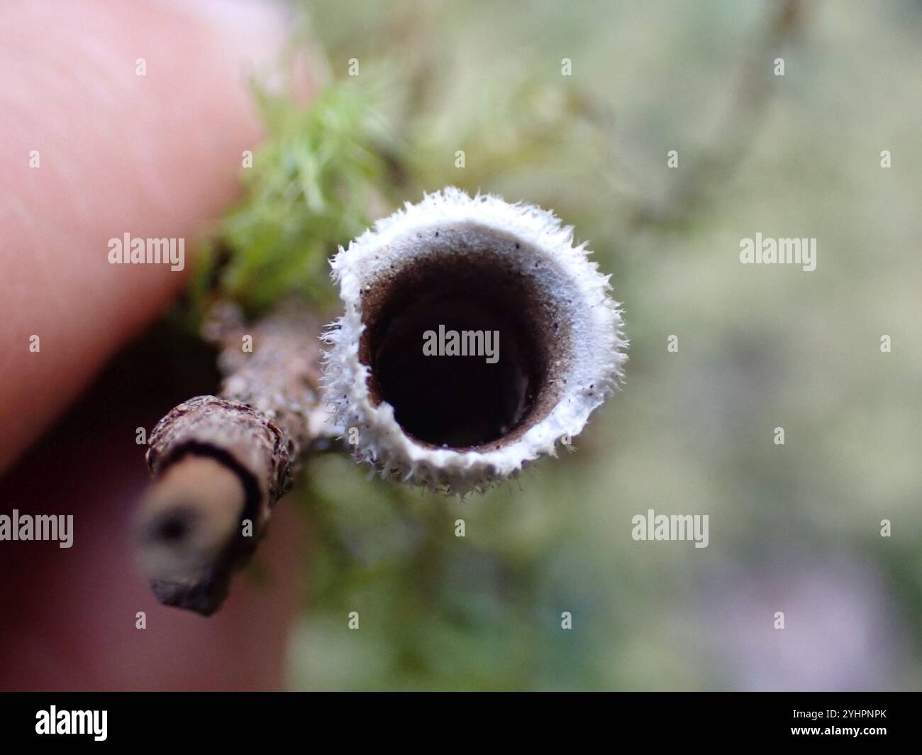 bird's nest fungi (Nidulariaceae Stock Photo - Alamy
