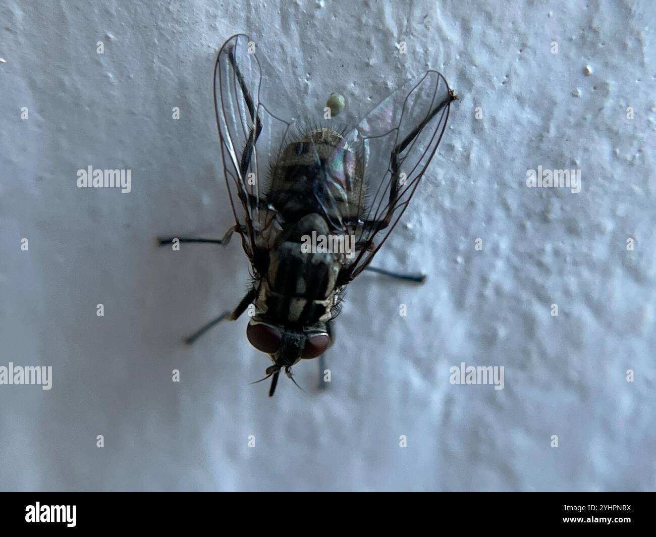 Stable Fly (Stomoxys calcitrans Stock Photo - Alamy