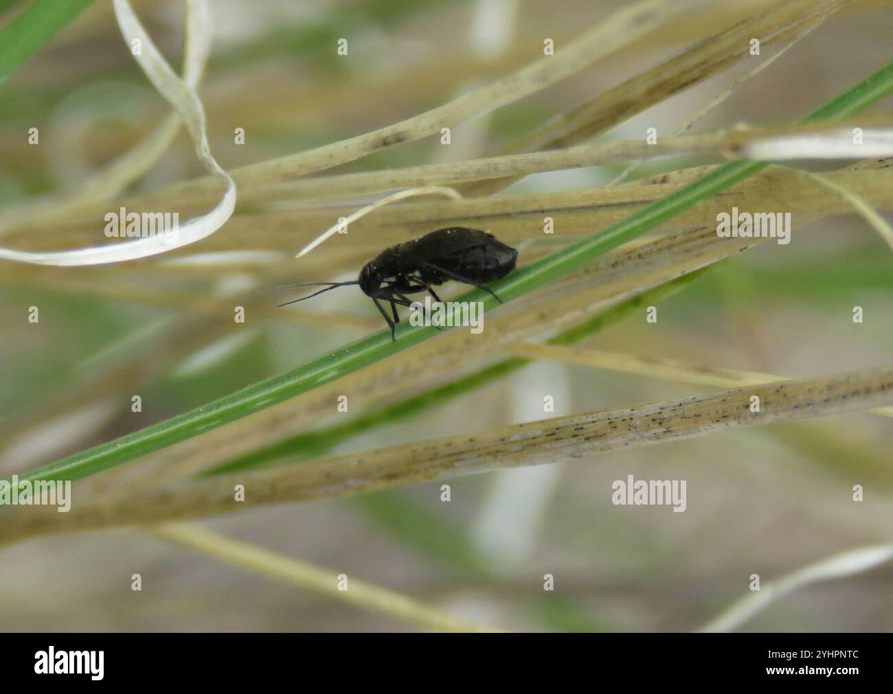 True Bugs, Hoppers, Aphids, and allies (Hemiptera Stock Photo - Alamy