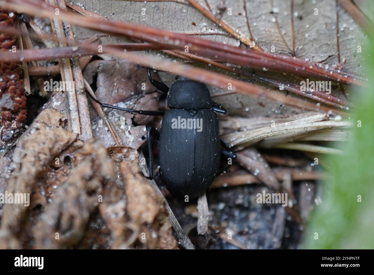 Davidis hi-res stock photography and images - Alamy