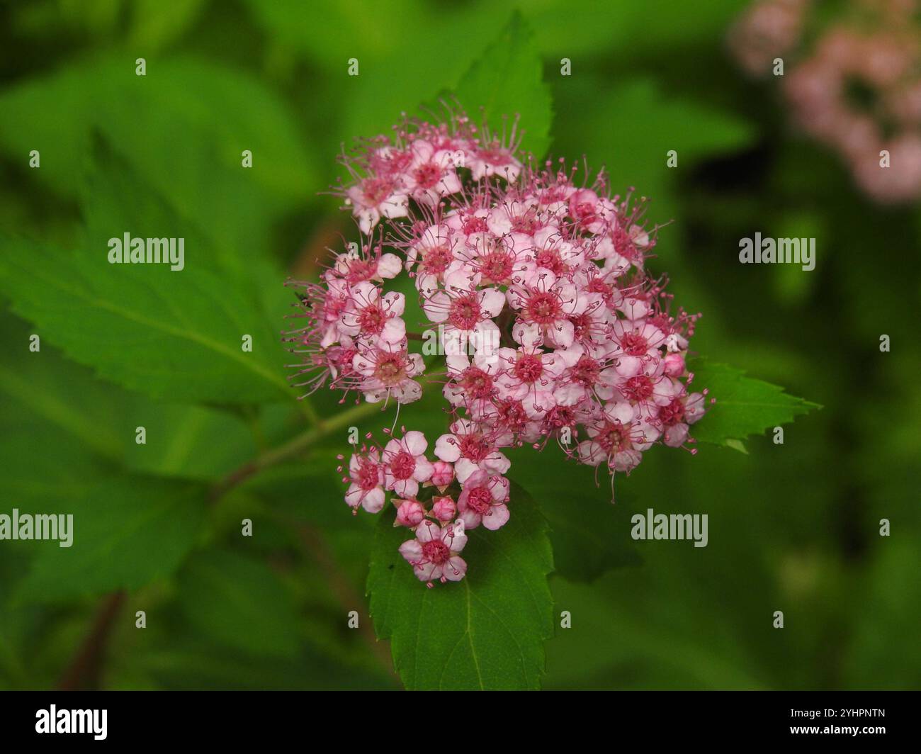 Japanese Spirea (Spiraea japonica Stock Photo - Alamy
