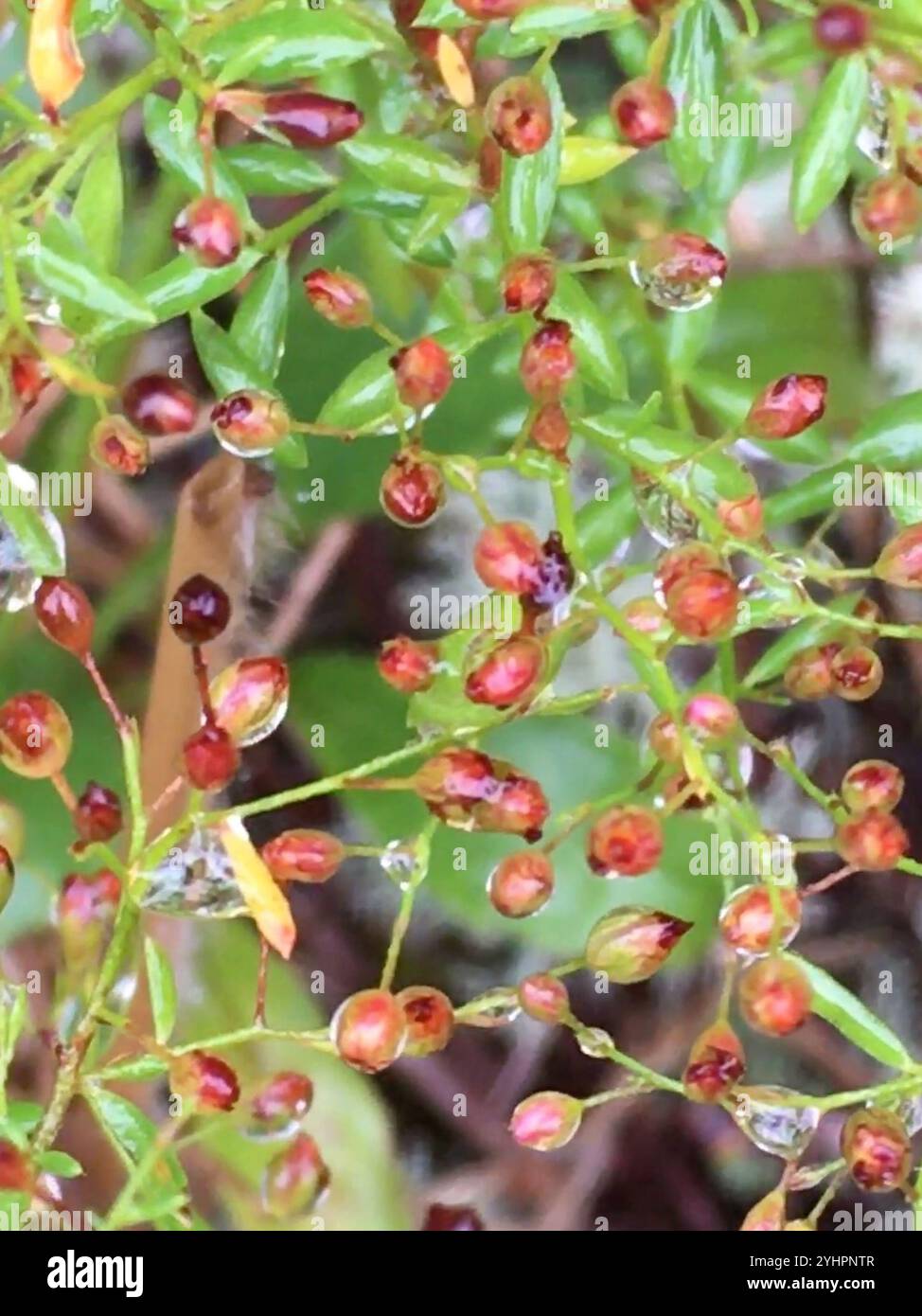 Illinois Pinweed (Lechea racemulosa Stock Photo - Alamy