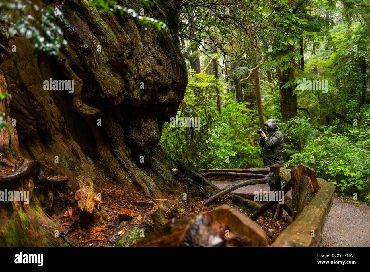 A visitor photographs the large trunk of an old-growth cedar tree in ...