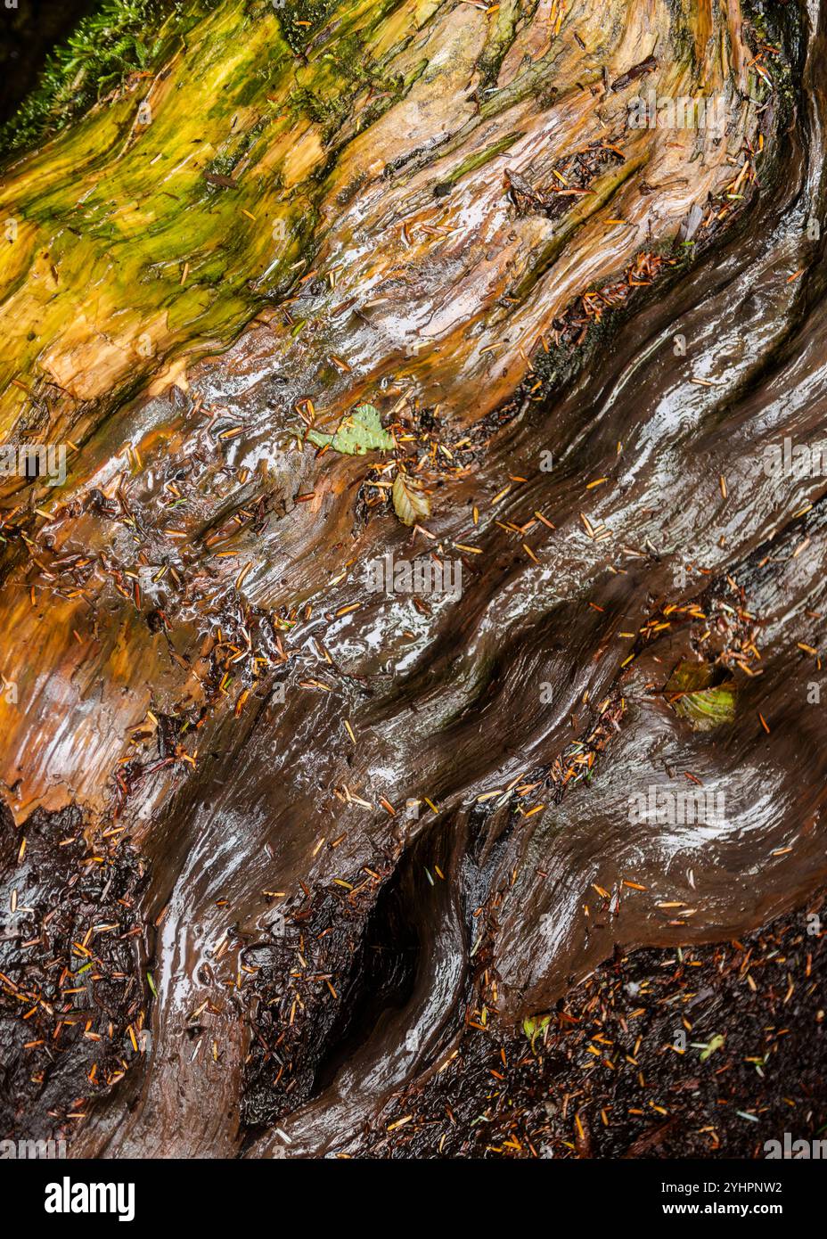 Abstract textural photograph of an old-growth cedar tree trunk wet with ...