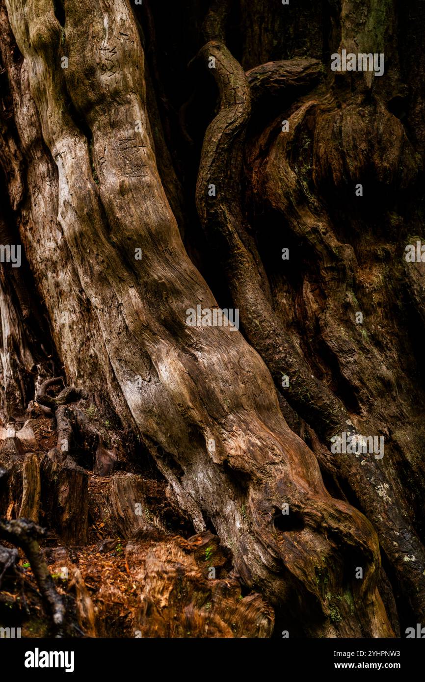 Abstract textural photograph of an old-growth cedar tree trunk wet with rain and moss in the ...