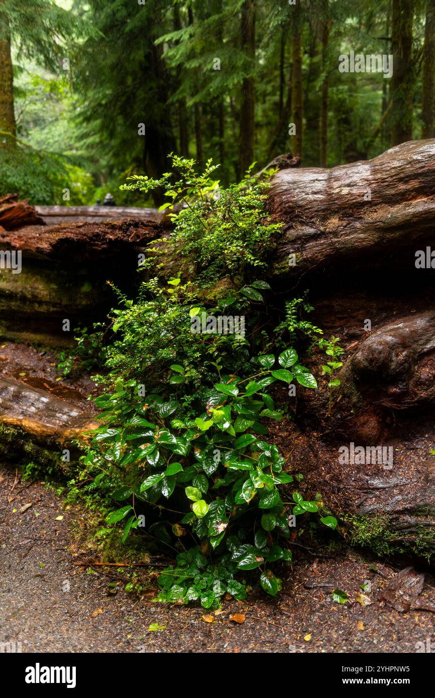 A small tree grows near the large fallen trunk of an old-growth cedar ...