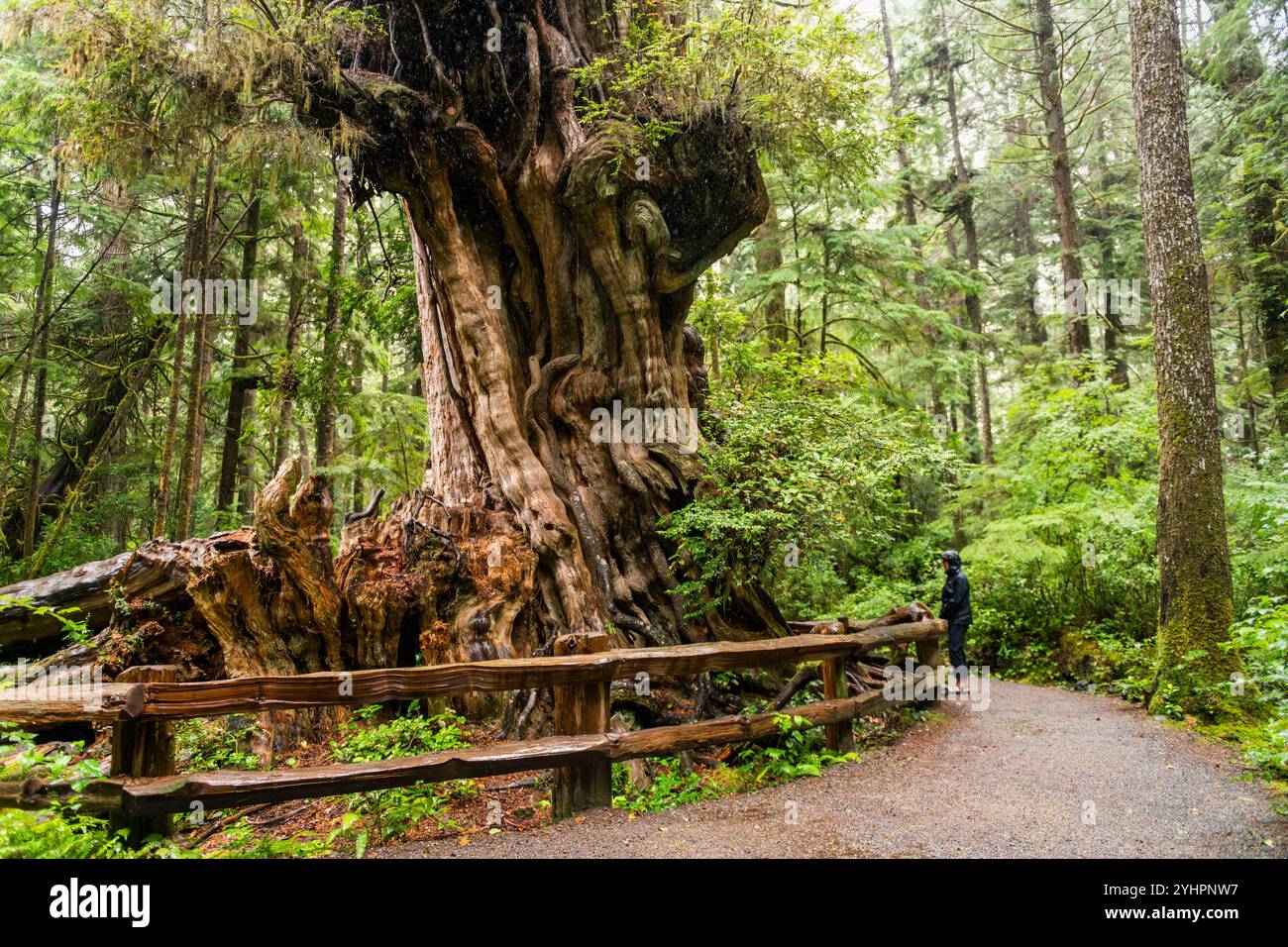 Cedar wood state hi-res stock photography and images - Alamy