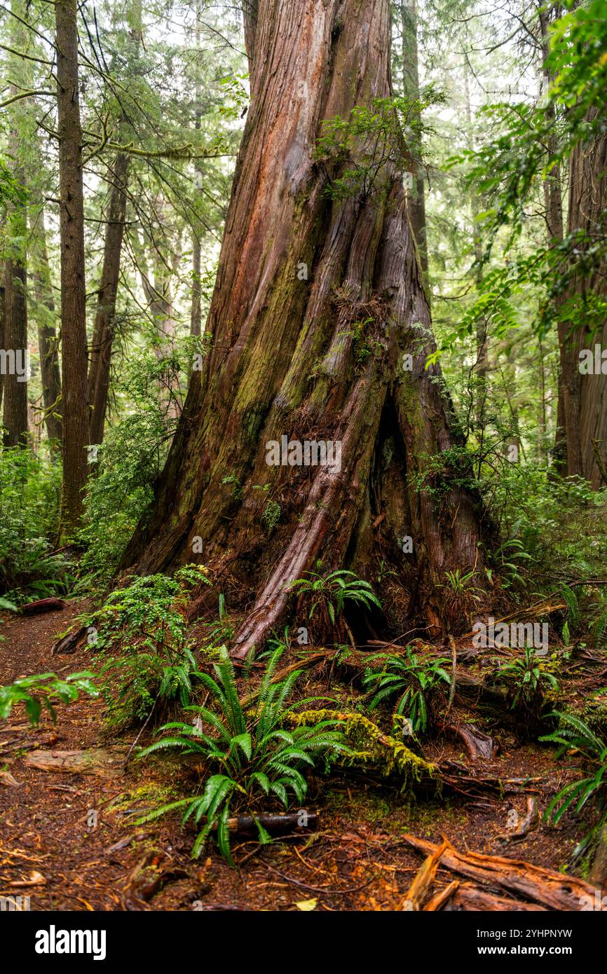 The twisted trunk of a large old-growth cedar tree rises from the lush forest undergrowth deep ...