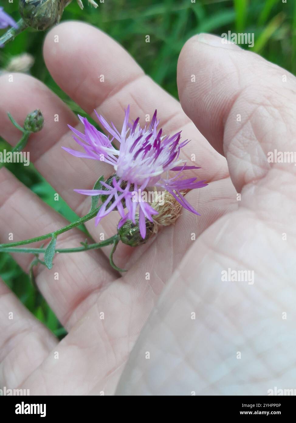 spotted knapweed (Centaurea stoebe Stock Photo - Alamy
