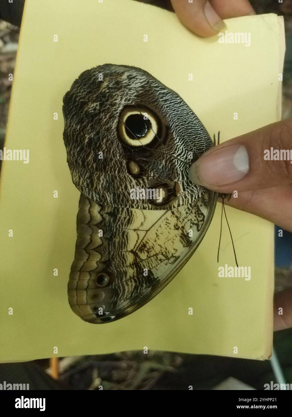 Telamonius hi-res stock photography and images - Alamy
