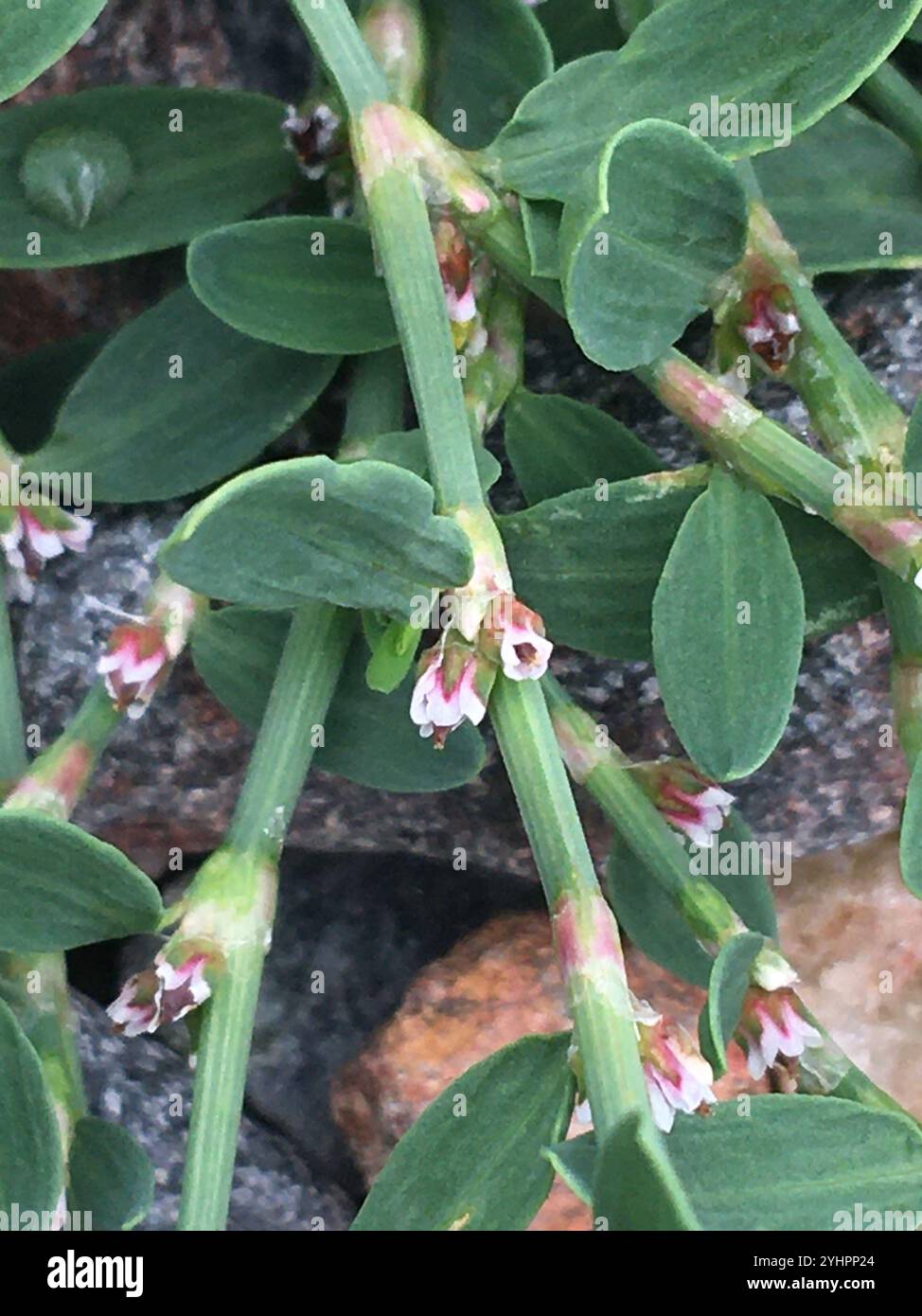 Common Knotgrass Complex (Polygonum aviculare Stock Photo - Alamy