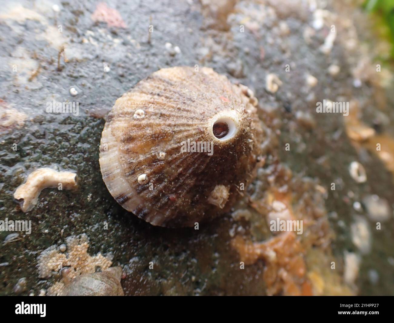 Rough Keyhole Limpet (Diodora aspera Stock Photo - Alamy