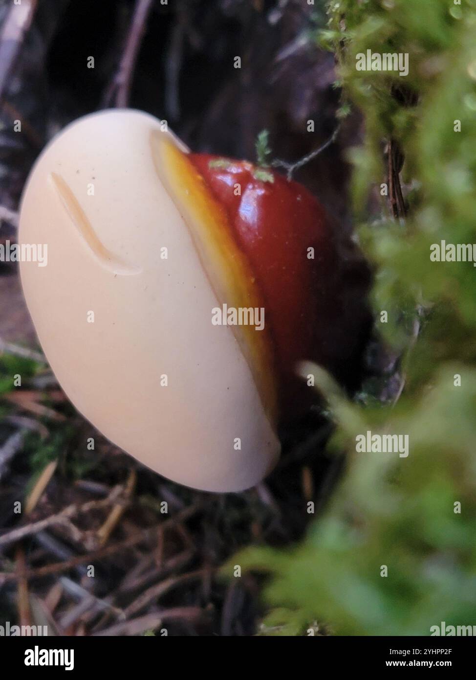 Ganoderma oregonense hi-res stock photography and images - Alamy