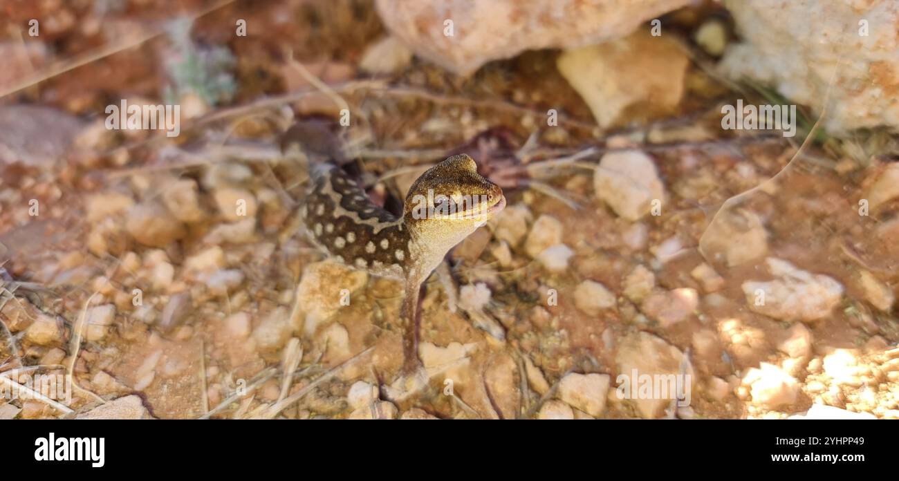 Ranges Stone Gecko (Diplodactylus furcosus Stock Photo - Alamy