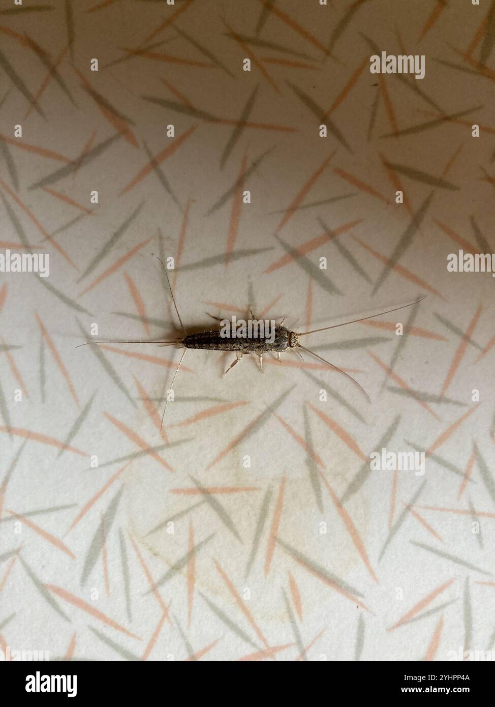 Ctenolepisma lineatum hi-res stock photography and images - Alamy