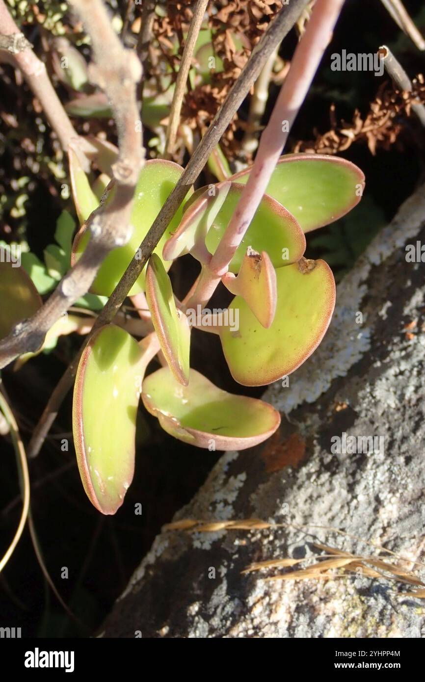 Kalanchoe rotundifolia hi-res stock photography and images - Alamy