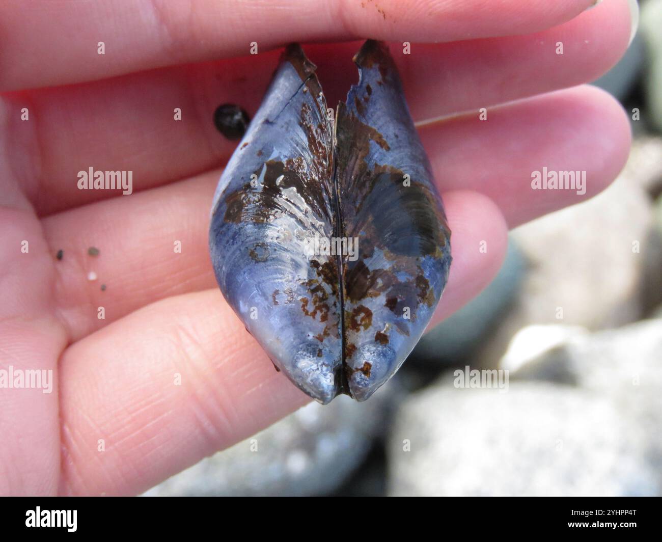 Blue Mussel Complex (Mytilus edulis Stock Photo - Alamy