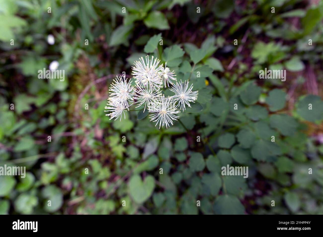 French meadow-rue (Thalictrum aquilegiifolium Stock Photo - Alamy