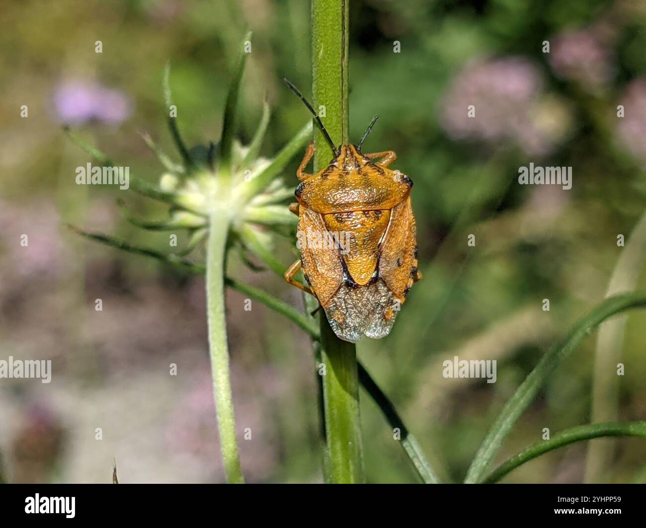 Black-shouldered Shieldbug (Carpocoris purpureipennis Stock Photo - Alamy
