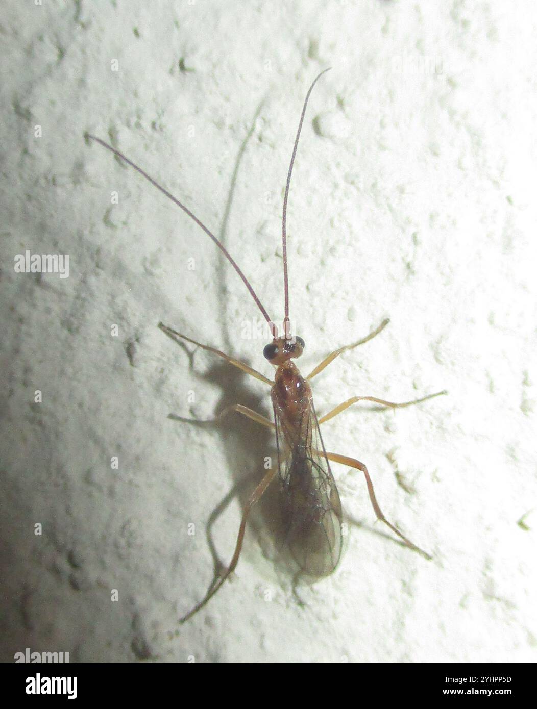Ichneumonid and Braconid Wasps (Ichneumonoidea Stock Photo - Alamy