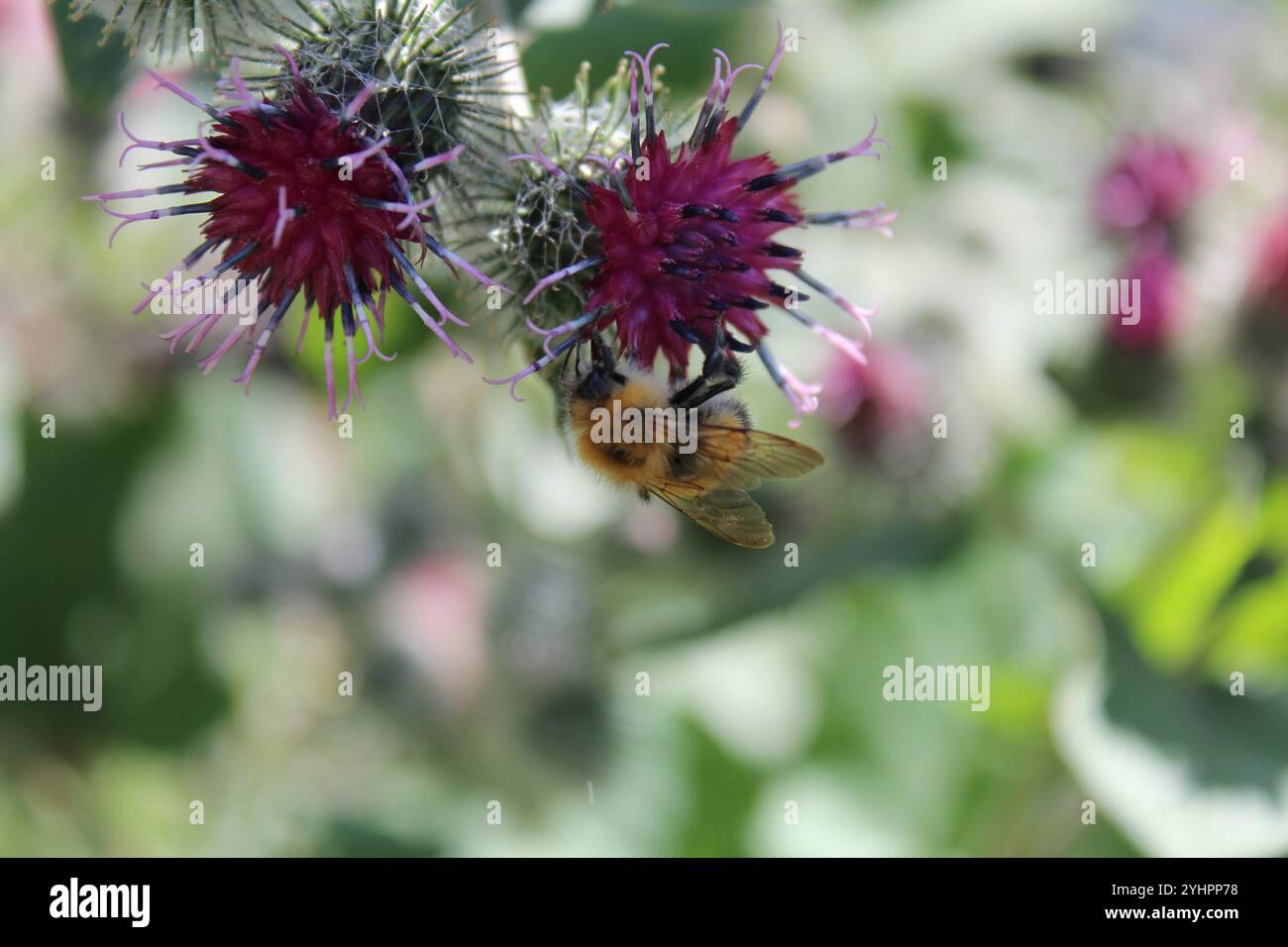 Tree Bumble Bee (Bombus hypnorum Stock Photo - Alamy
