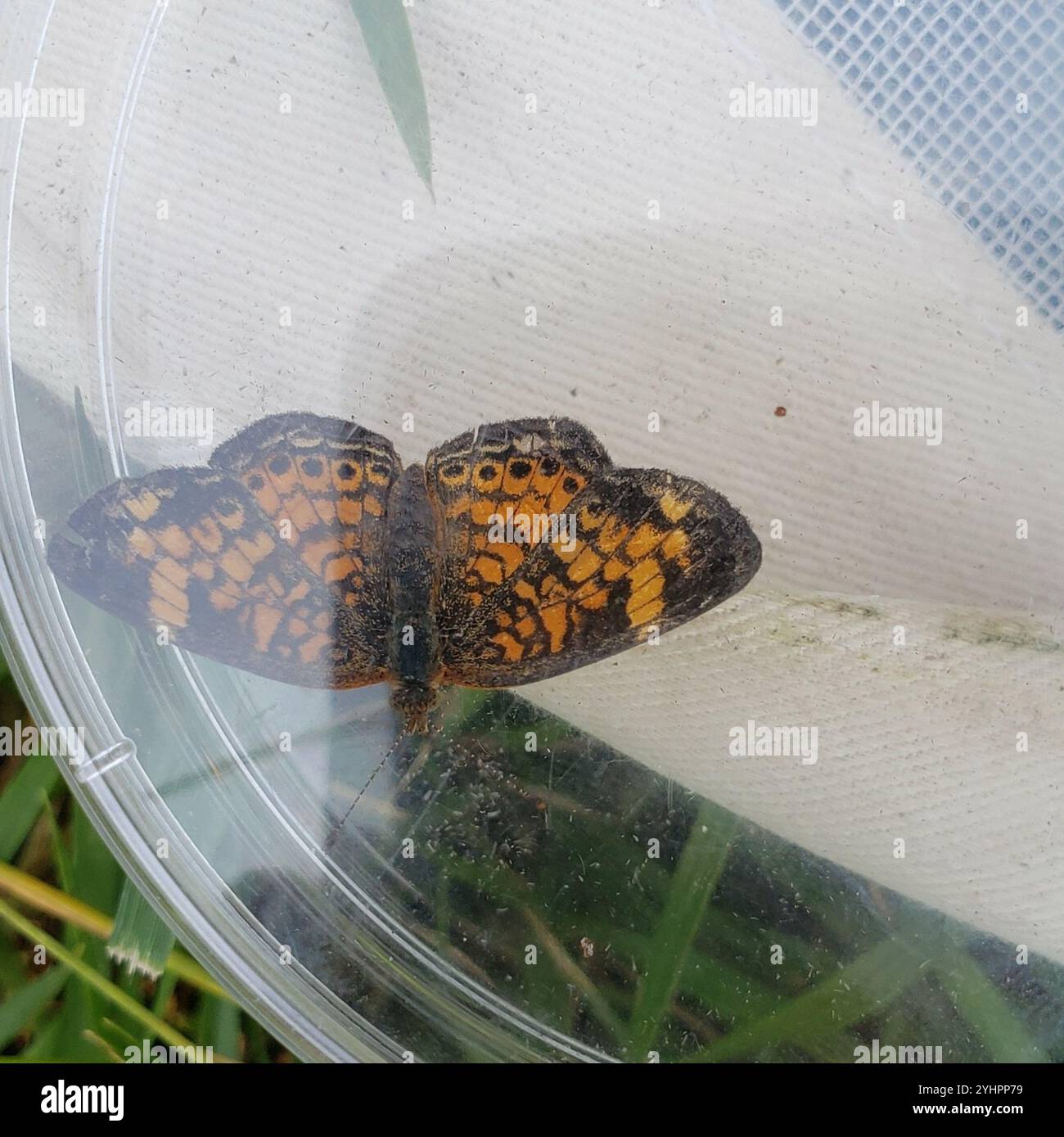 Pearl Crescent (Phyciodes tharos Stock Photo - Alamy
